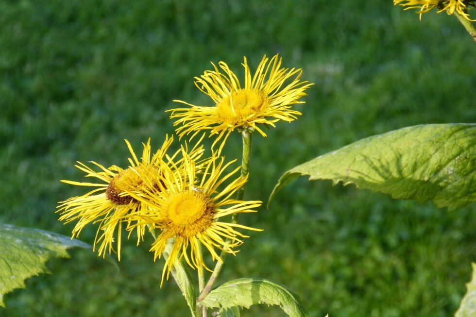 La pianta medicinale speciale: Inula - Juliana Ravi