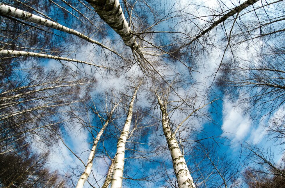 La betulla: un albero sano - Juliana Ravi